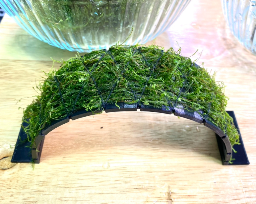 Moss Walls and Bridges – Poseidon's Pets | Freshwater Shrimp | Moss and ...