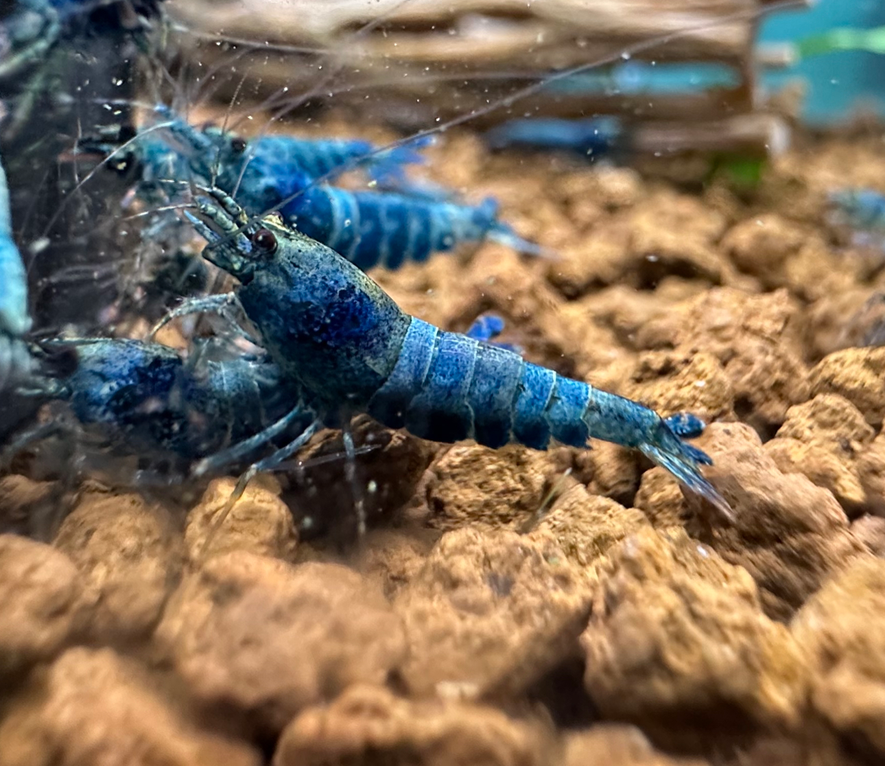 Caridina Shrimp – Poseidon's Pets | Freshwater Shrimp | Moss and Shrimp ...