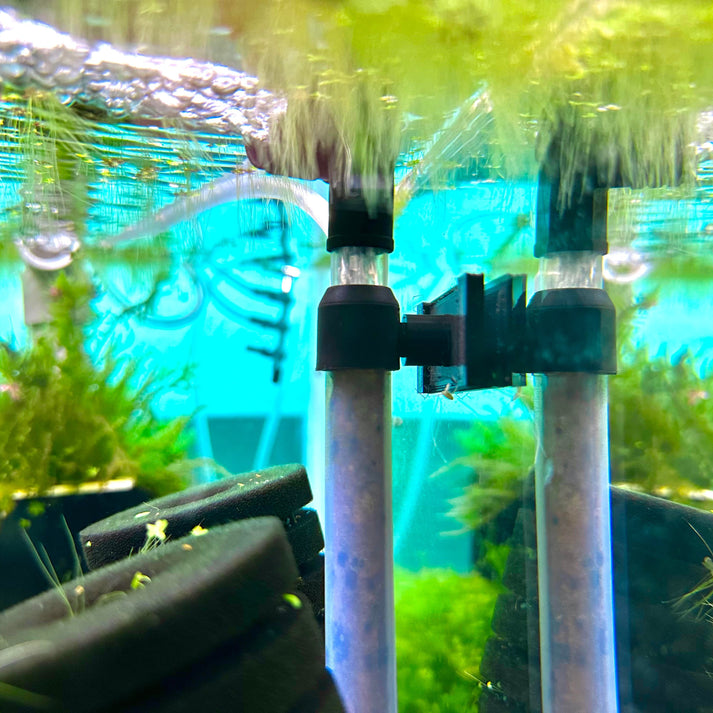 Dual Sponge Filter Magnetic Mount – Poseidon's Pets | Freshwater Shrimp ...
