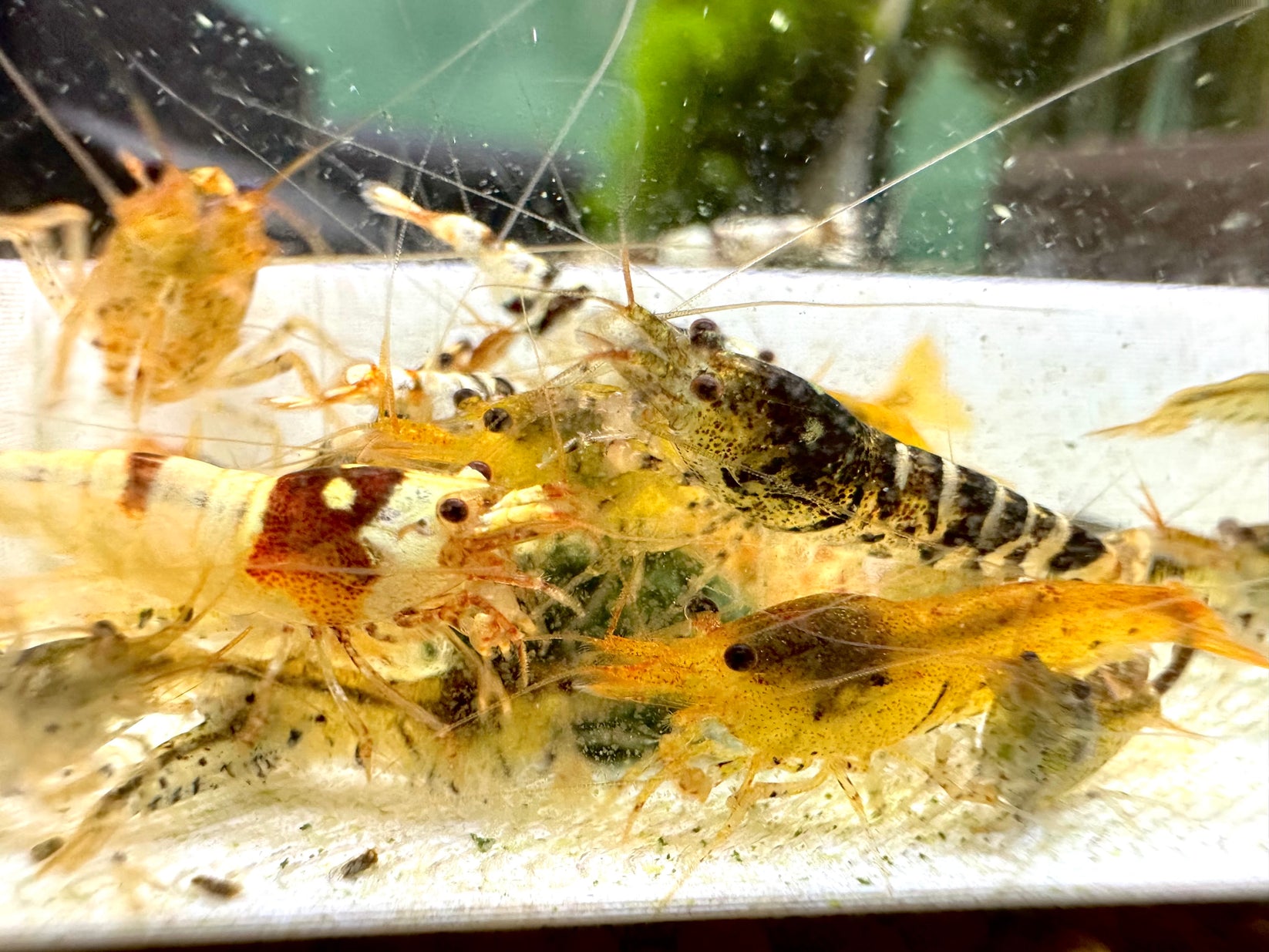 Mixed Caridina Shrimp – Poseidon's Pets | Freshwater Shrimp | Moss and ...