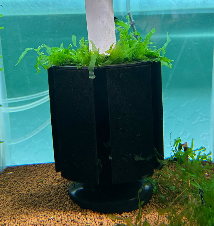 Large Sponge Filter Moss Ledge – Poseidon's Pets | Freshwater Shrimp ...