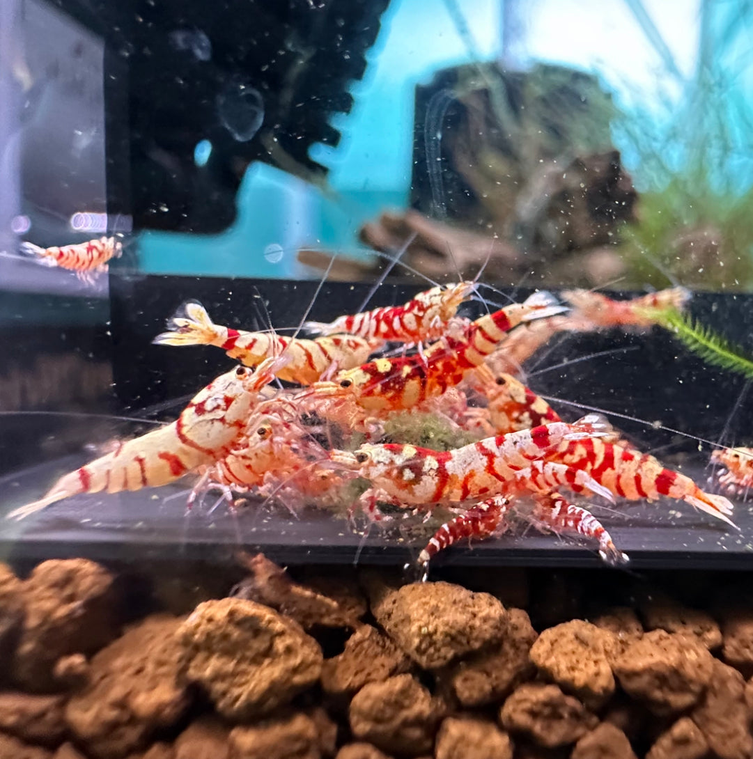 Red Fancy Tiger Shrimp – Poseidon's Pets | Freshwater Shrimp | Moss and ...