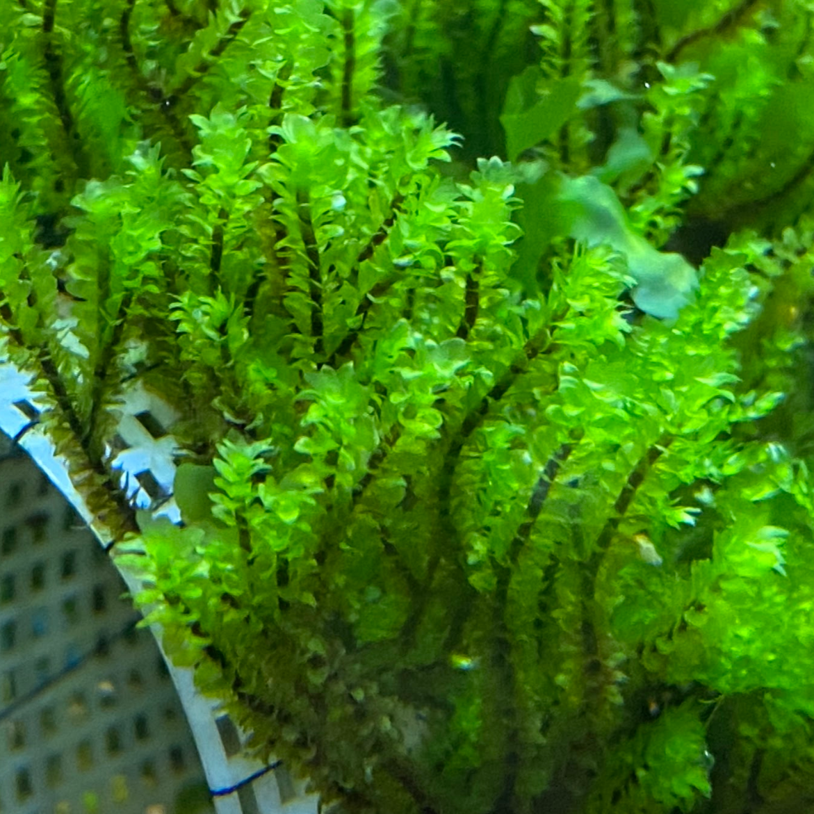 Hookeriaceae Moss – Poseidon's Pets | Freshwater Shrimp | Moss and ...