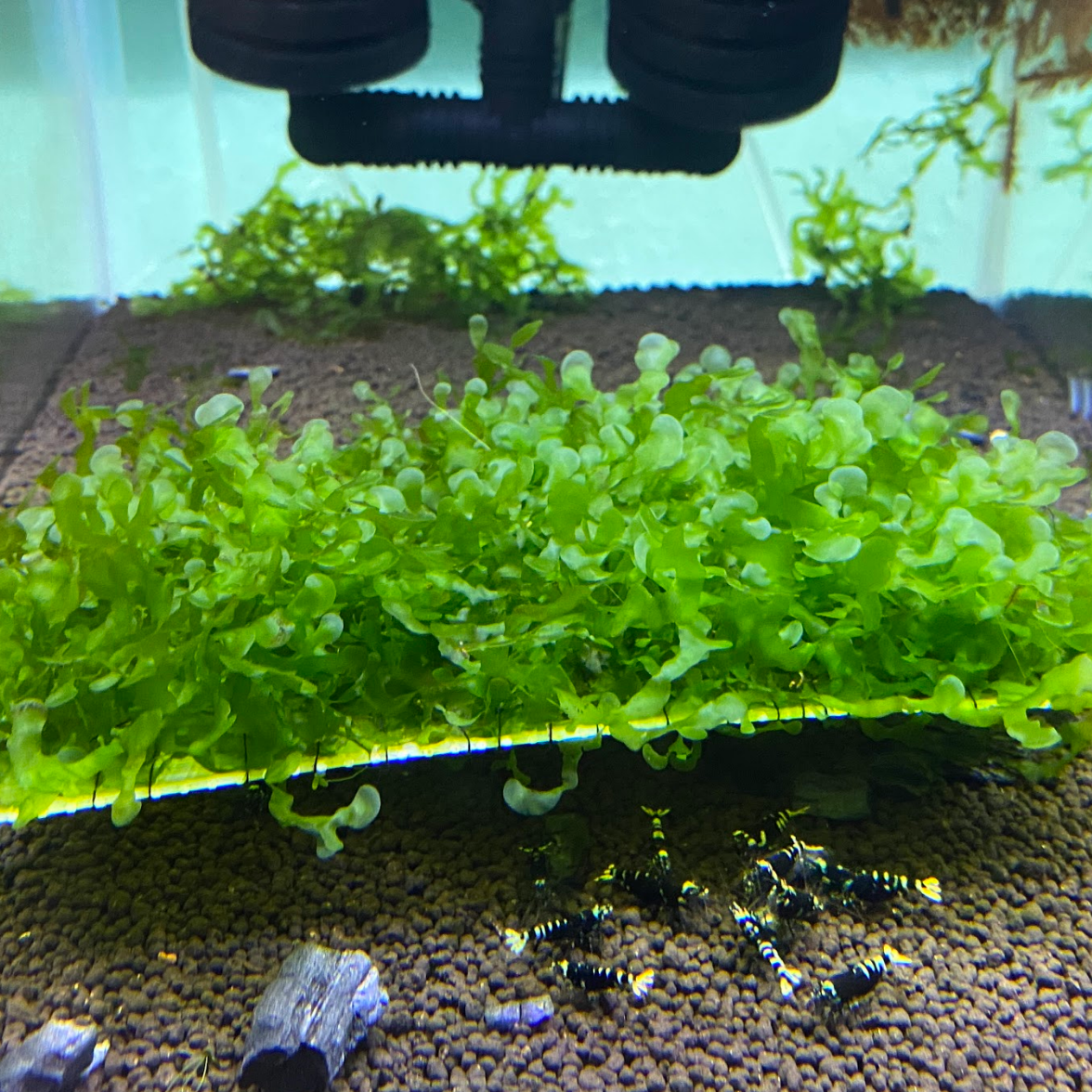 Subwassertang – Poseidon's Pets | Freshwater Shrimp | Moss and Shrimp ...